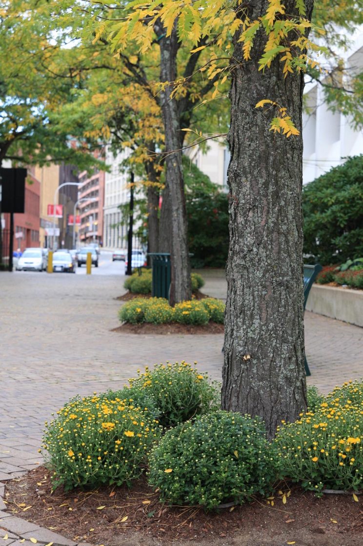 Greayer Design's Fall Garden Planting in Worcester, MA | PITH + VIGOR ...