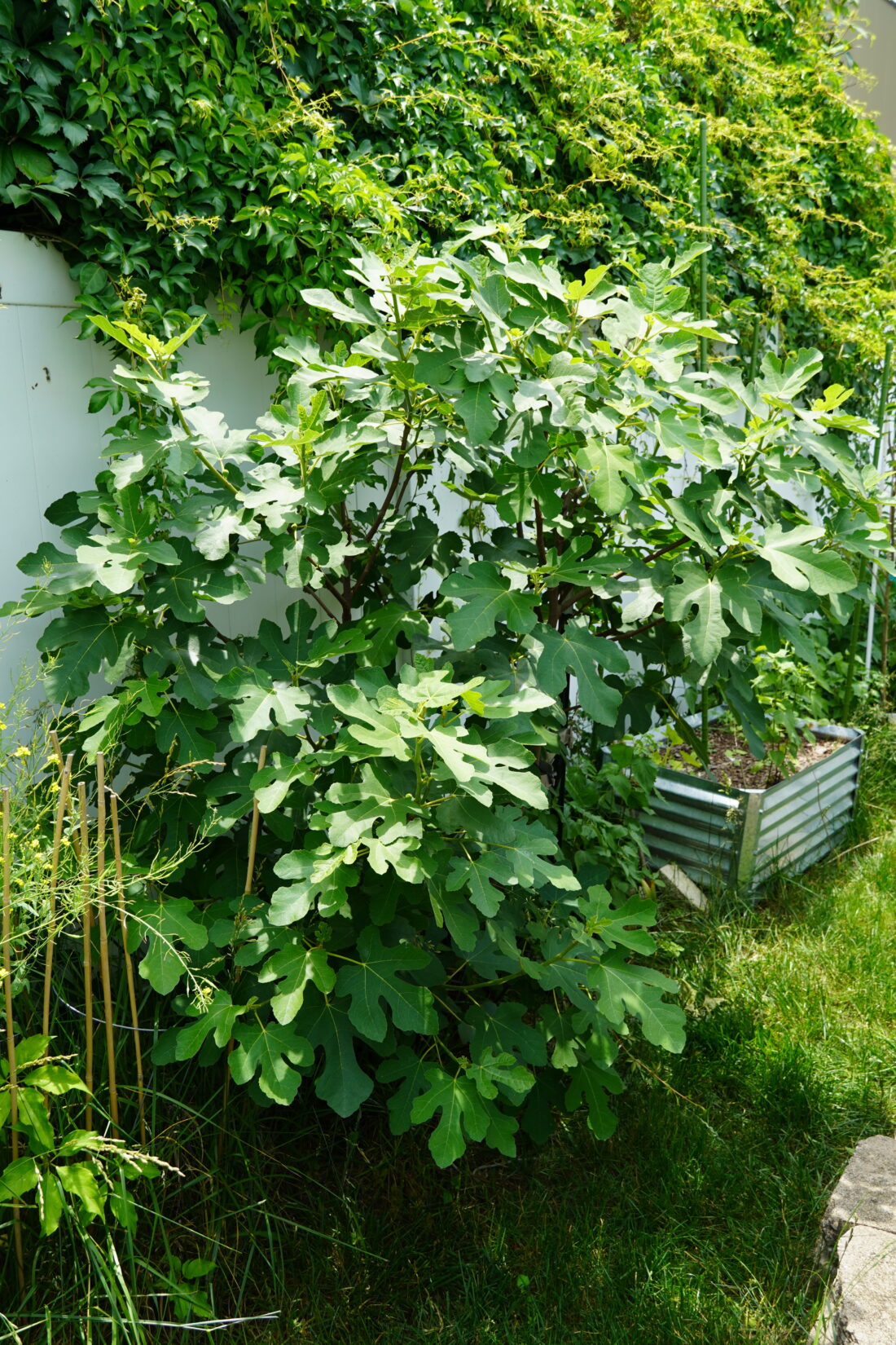 Hardy Fig: Unexpected Success in New England | PITH + VIGOR by Rochelle ...