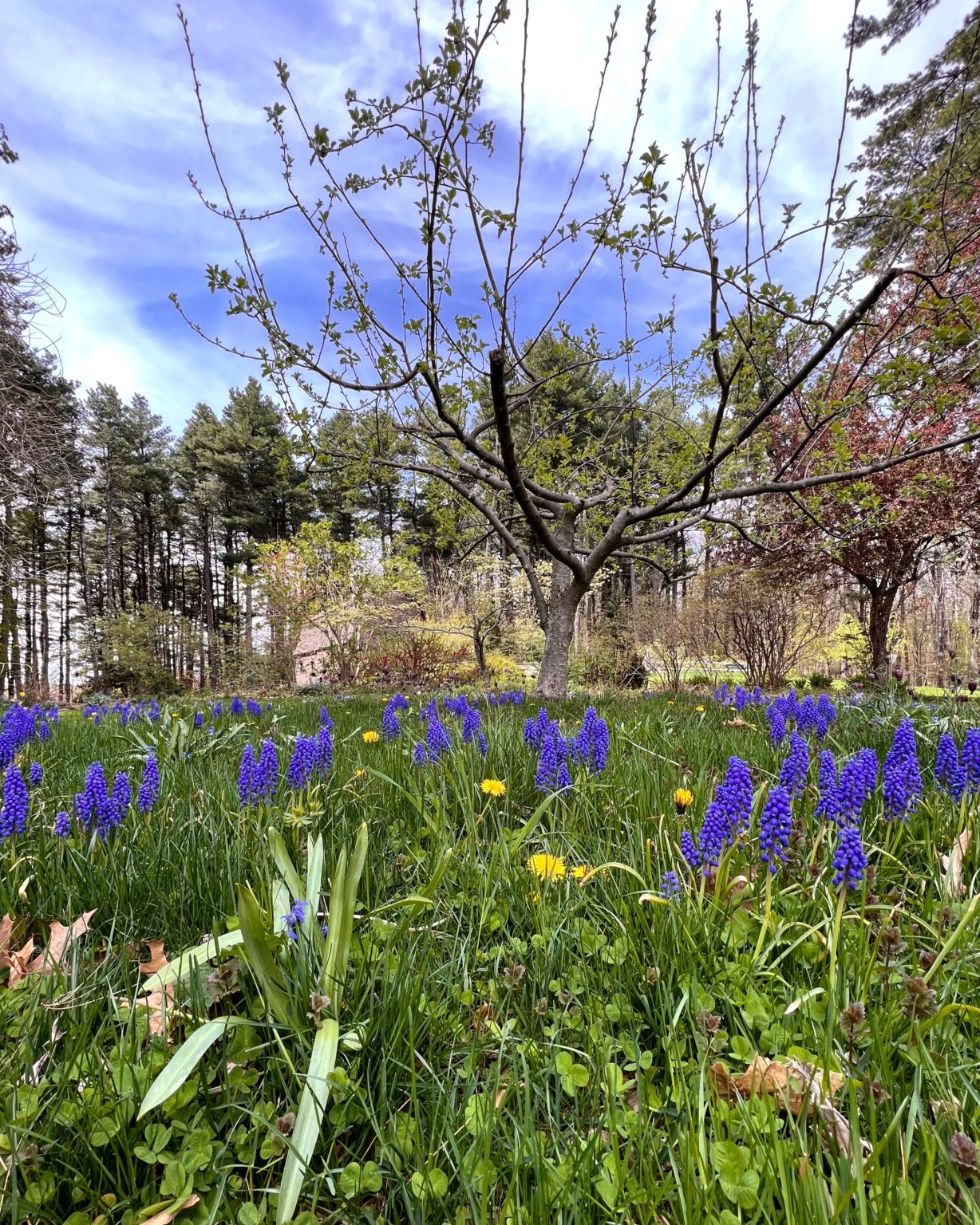 How to Grow Bulbs Under Your Lawn - The Easy Way | PITH + VIGOR by ...