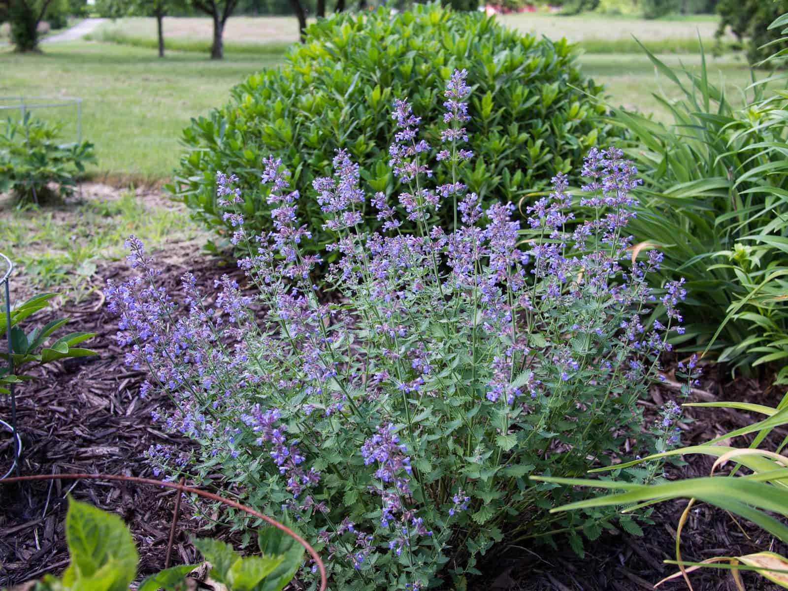 Lavender or Catmint - Which Makes the Perfect Purple Edge? | PITH ...