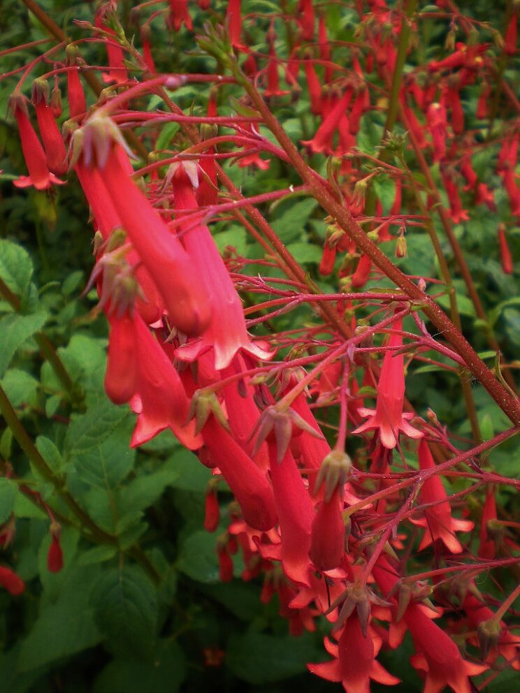 Make a Statement with Cape Fuchsia in Your Garden | PITH + VIGOR by ...
