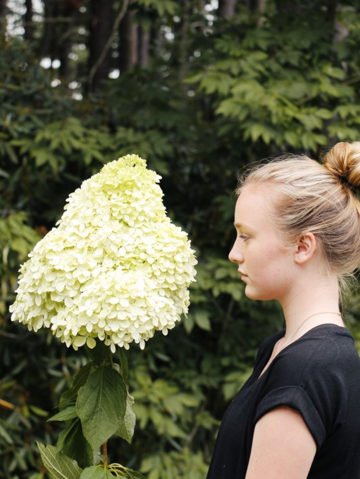 HUGE Hydrangea Flowers - How To Prune for Plants with the Biggest ...