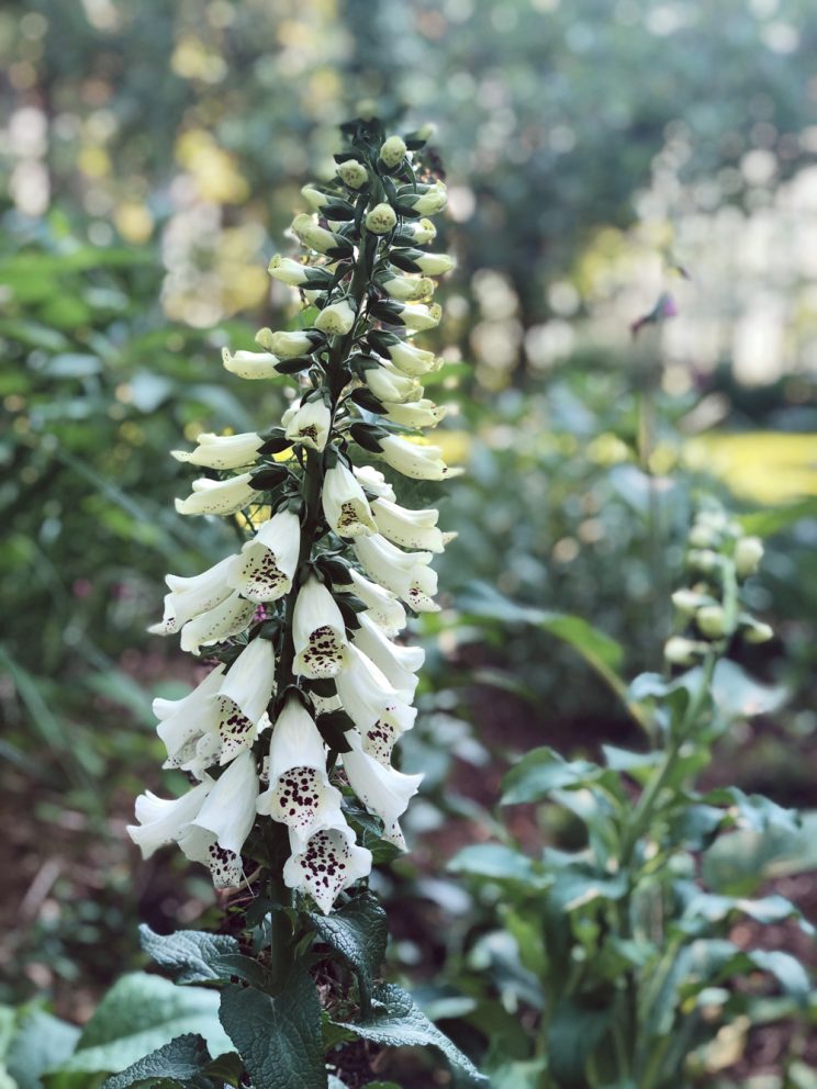 My simple and easy foxglove planting strategy (How to have biennials ...