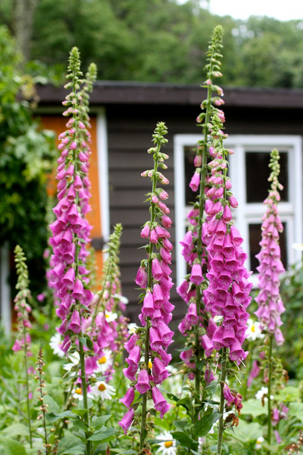 My Simple And Easy Foxglove Planting Strategy How To Have Biennials 