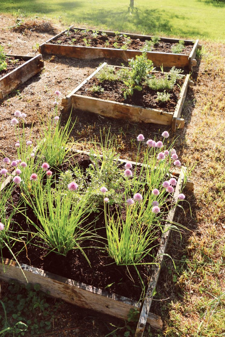 Reclaiming the Vegetable patch. An easy makeover. | PITH + VIGOR by ...