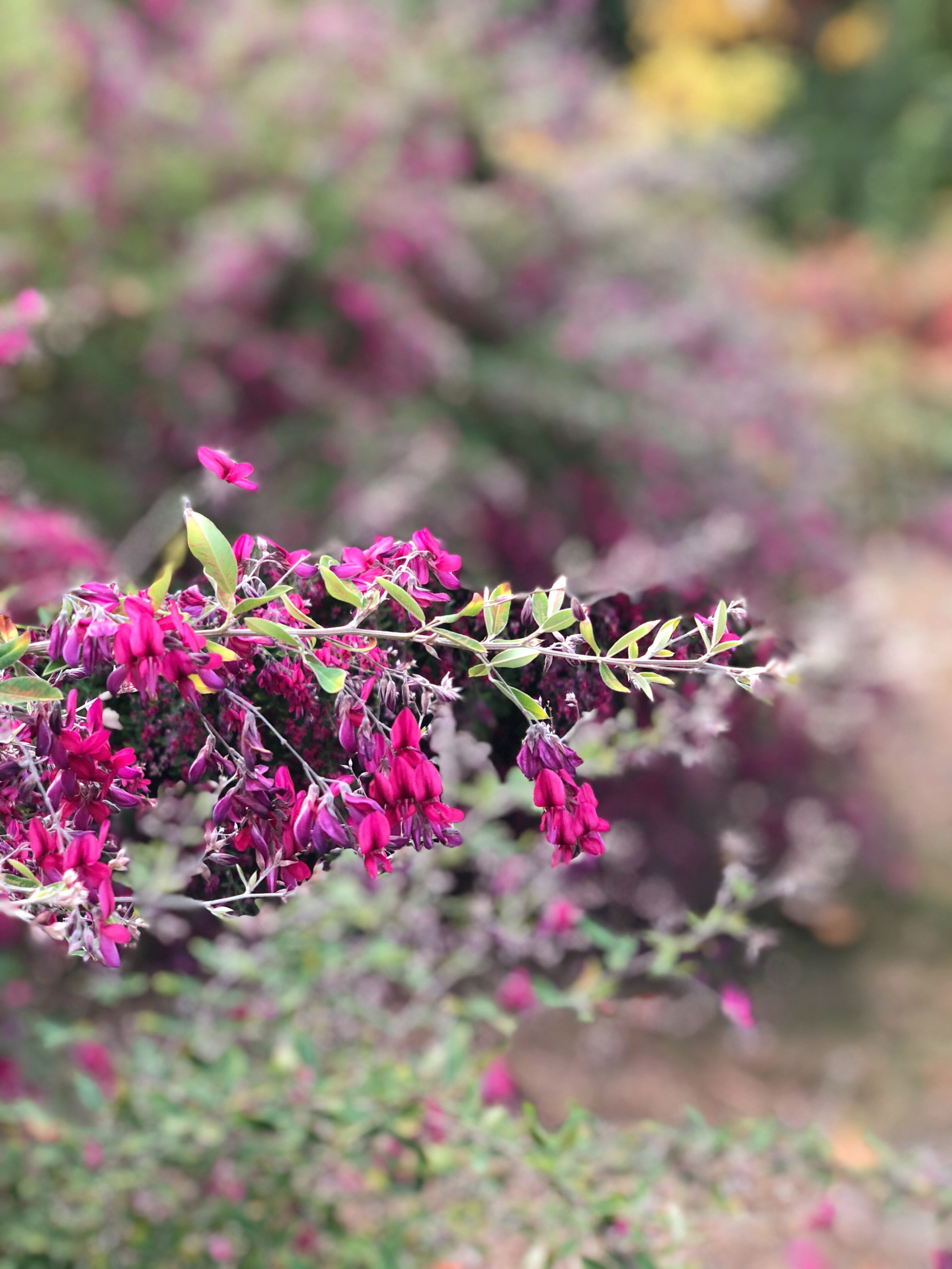 Garden Design Tips for beginners - How to Think about Your First Garden ...