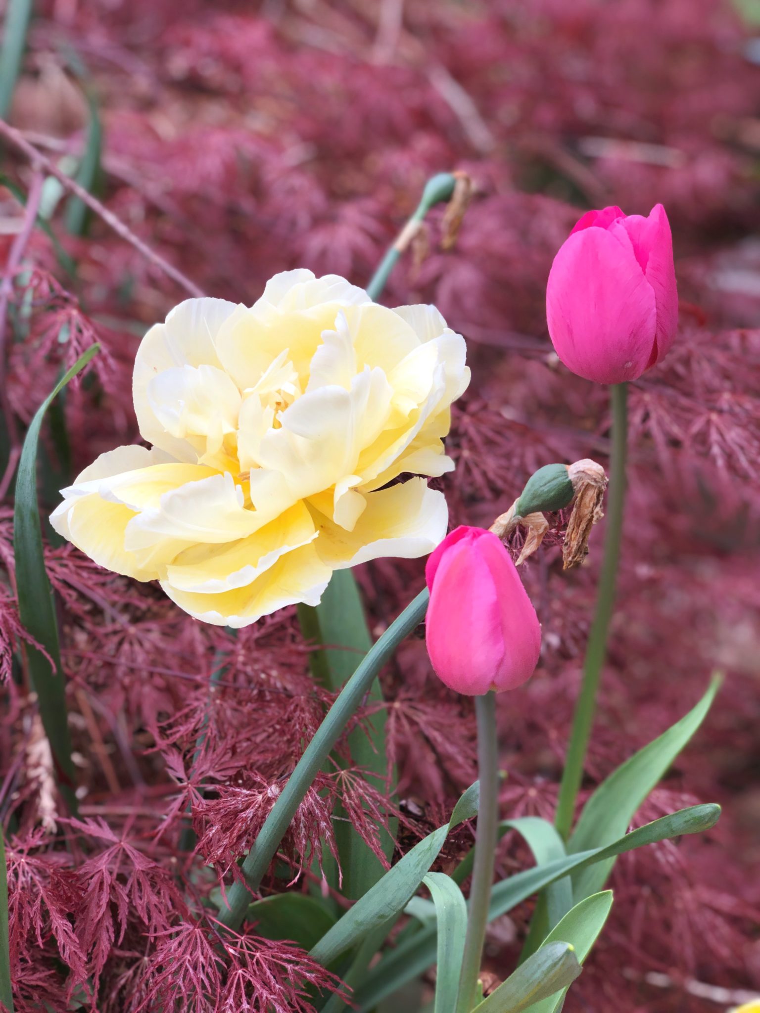 Garden Design How-to: Create Naturalistic Plantings with Bulbs | PITH ...