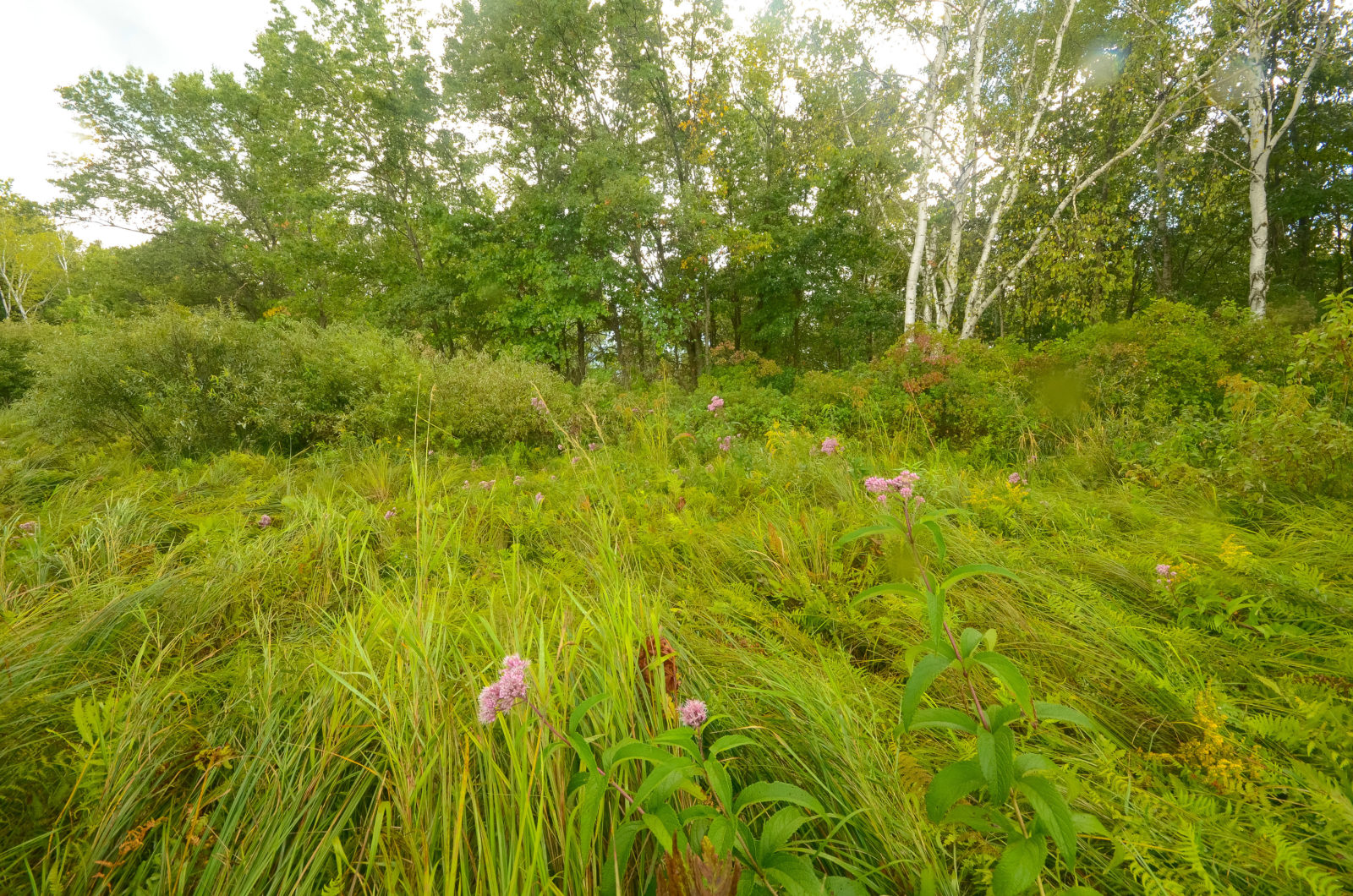 Try a Sedge Lawn Conversion - How to use Meadow Grasses Instead of Lawn ...