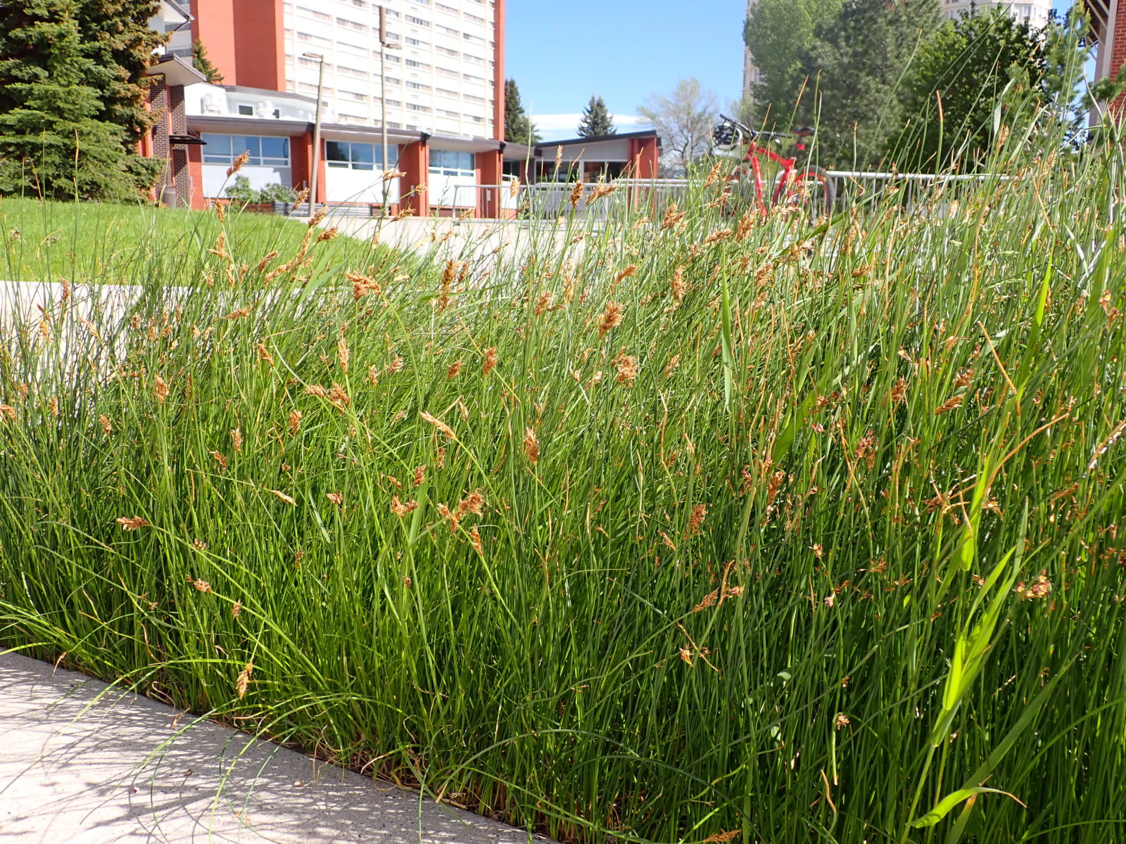 Try a Sedge Lawn Conversion - How to use Meadow Grasses Instead of Lawn ...