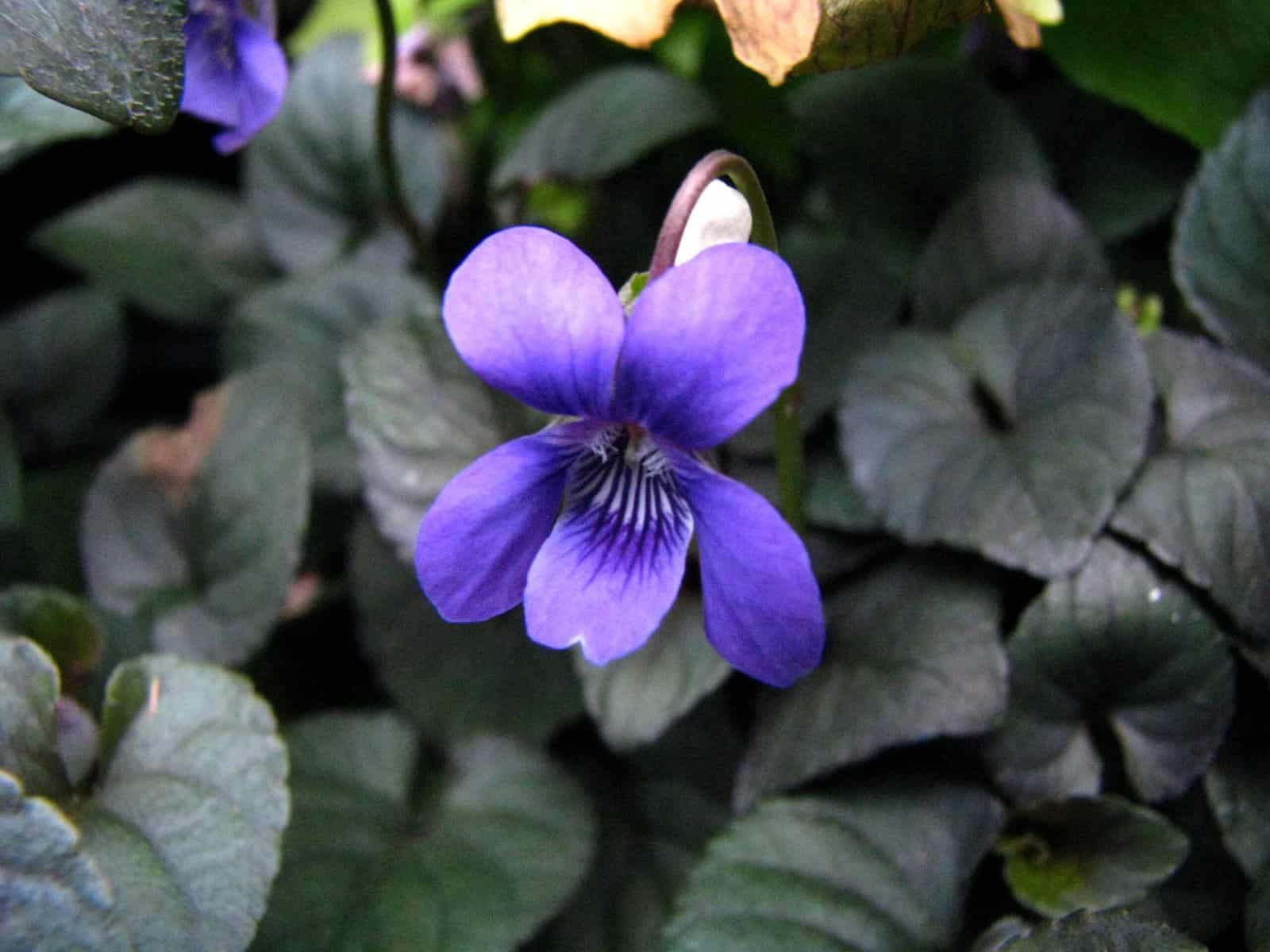 The Best Ground Covers to Replace Expensive Garden Mulch | PITH + VIGOR ...