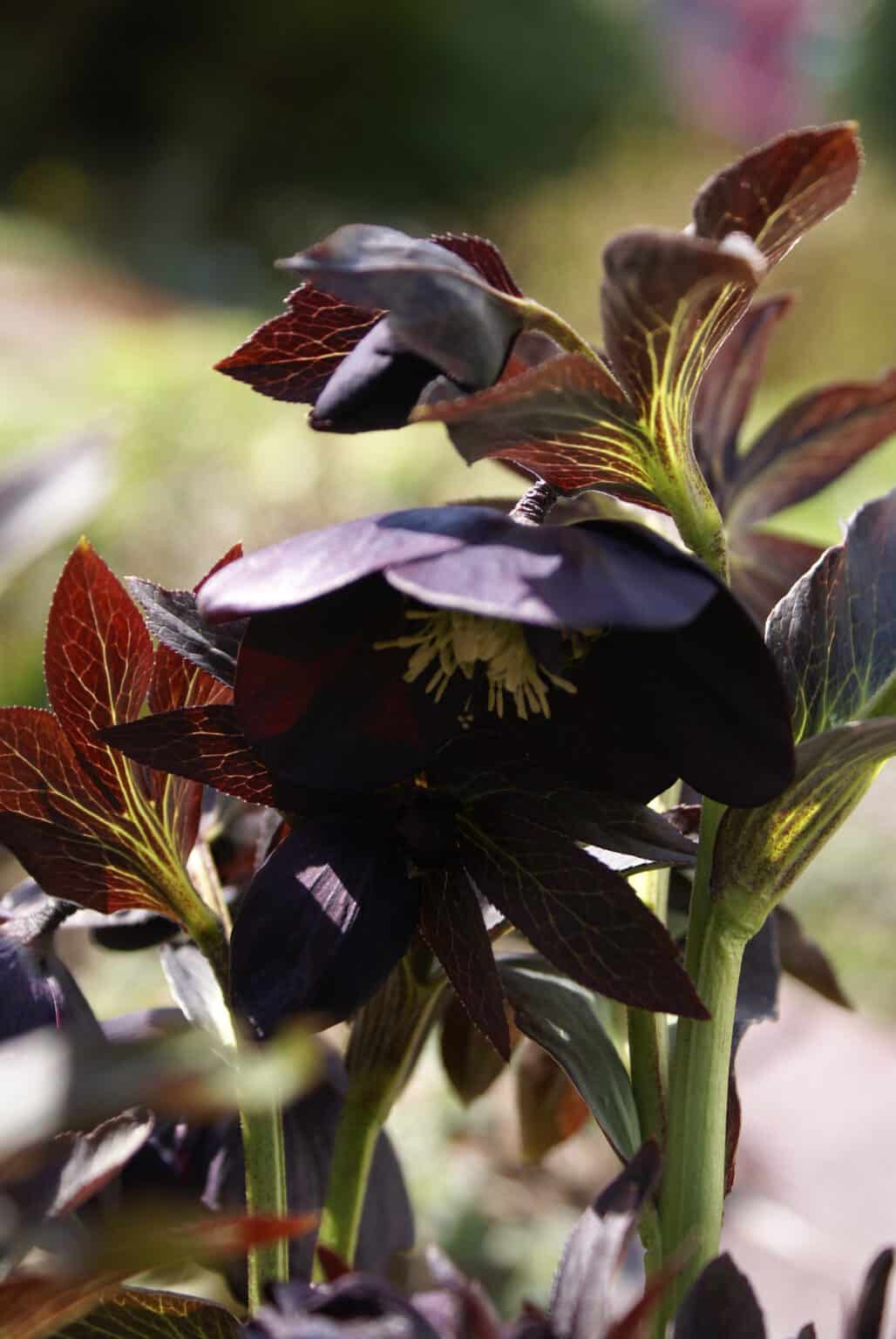 27 Beautiful Black Plants to bring sexy darkness to Your Garden | PITH ...