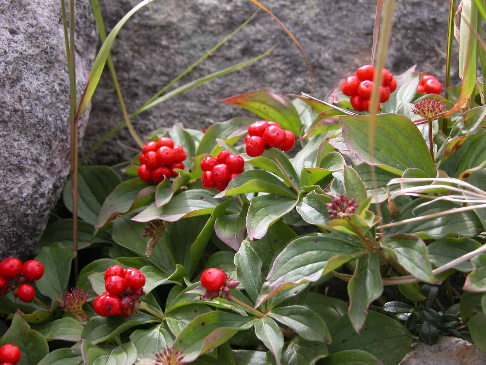 Easy Ground Cover Plants for an Urban Shade Garden Project | PITH ...