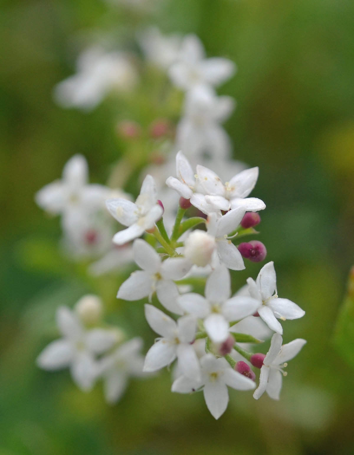 The Best Ground Covers to Replace Expensive Garden Mulch | PITH + VIGOR ...
