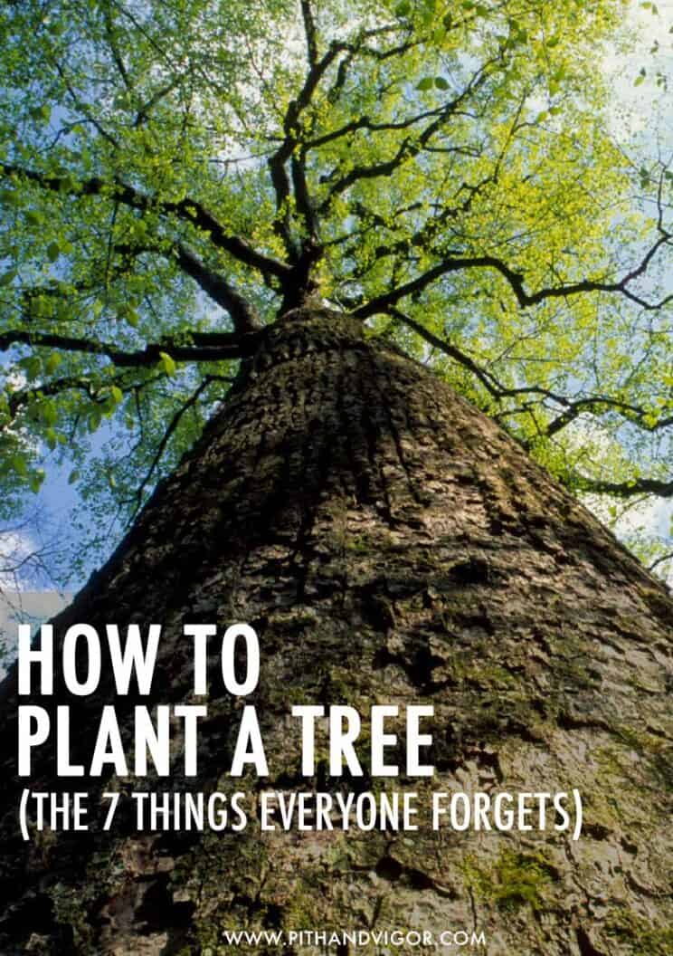 7 Ways to Maximize Benefits of Planting a Tree in Your Yard | PITH ...
