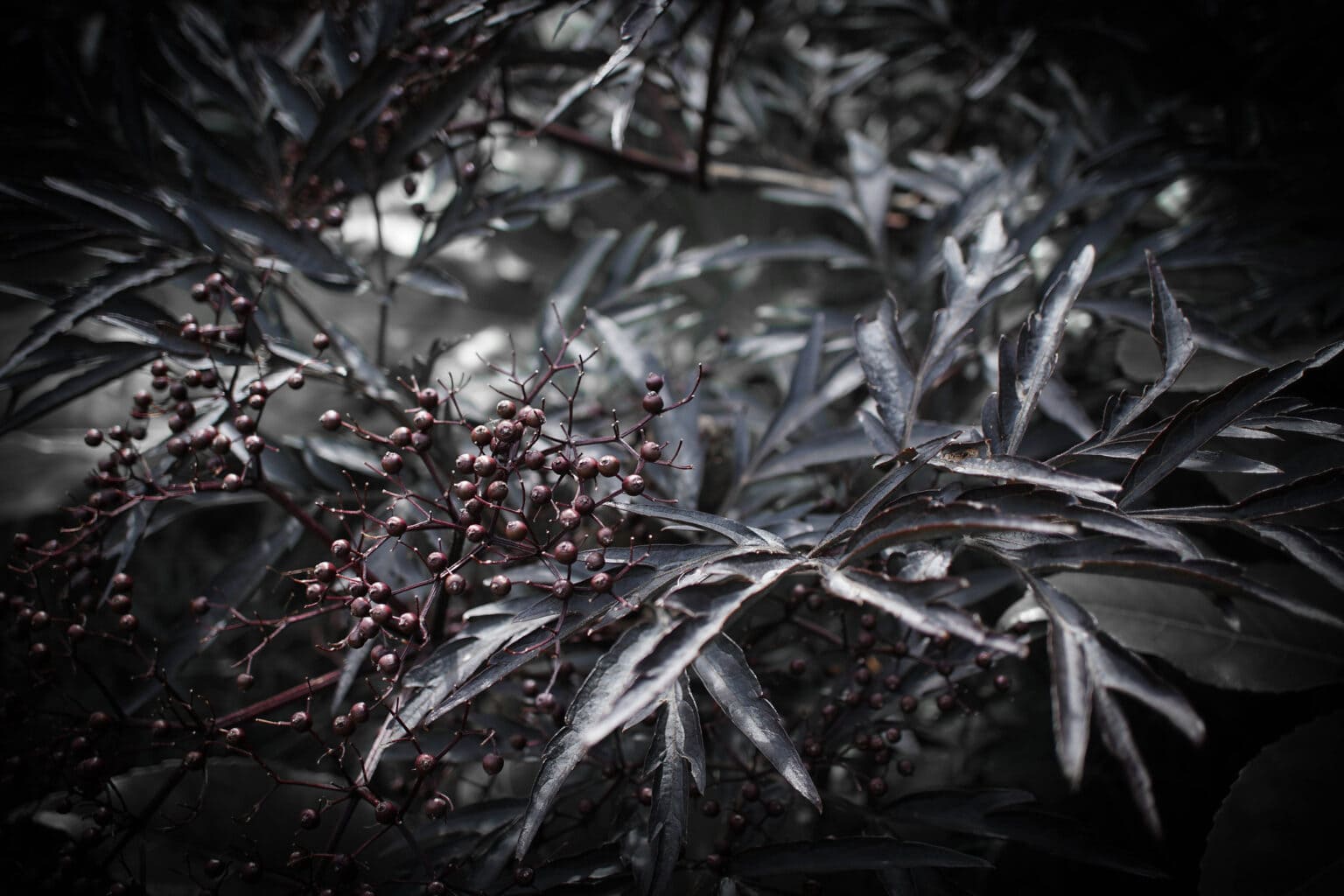 27 Beautiful Black Plants to bring sexy darkness to Your Garden | PITH ...