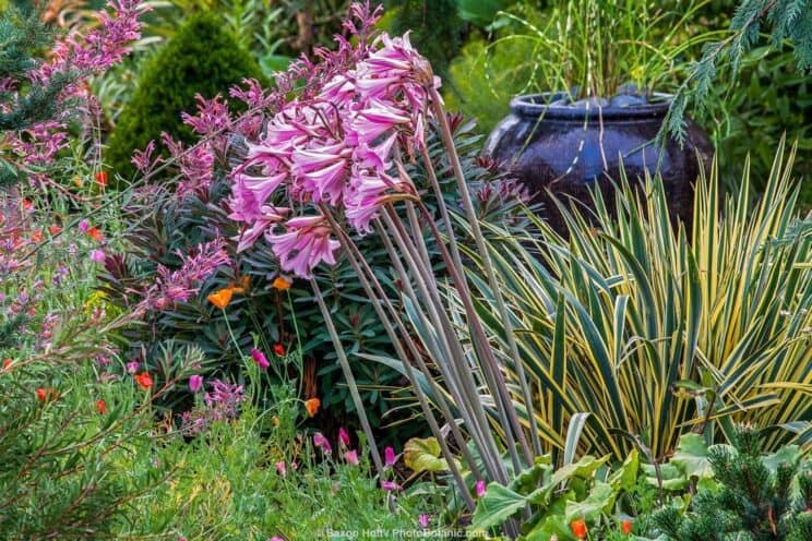 Why NOT plant more Blue Adam's Needle (Yucca filamentosa)? | PITH ...