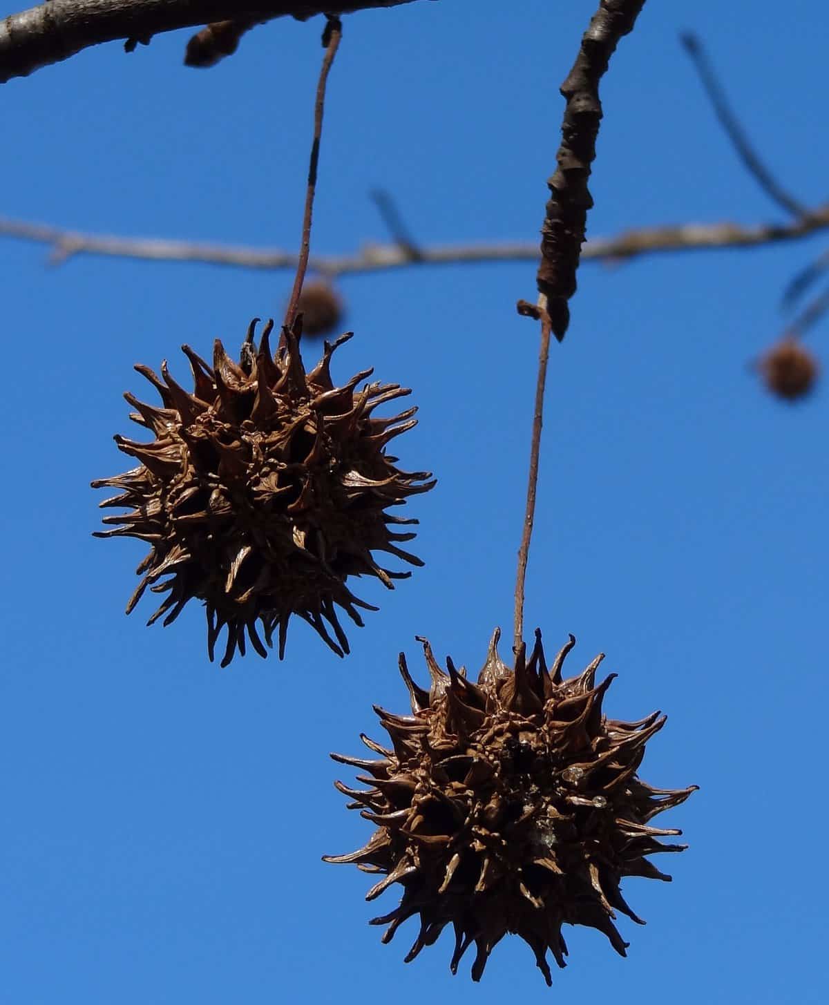 Liquidambar styraciflua: The Southeastern Version of the Sugar Maple ...