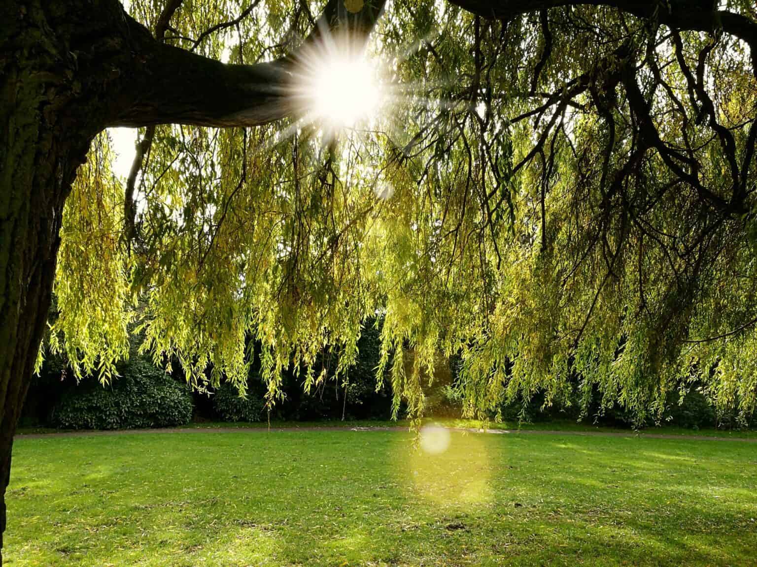 How to Plant and Grow a Living Willow Arbor Structure for under $50 ...