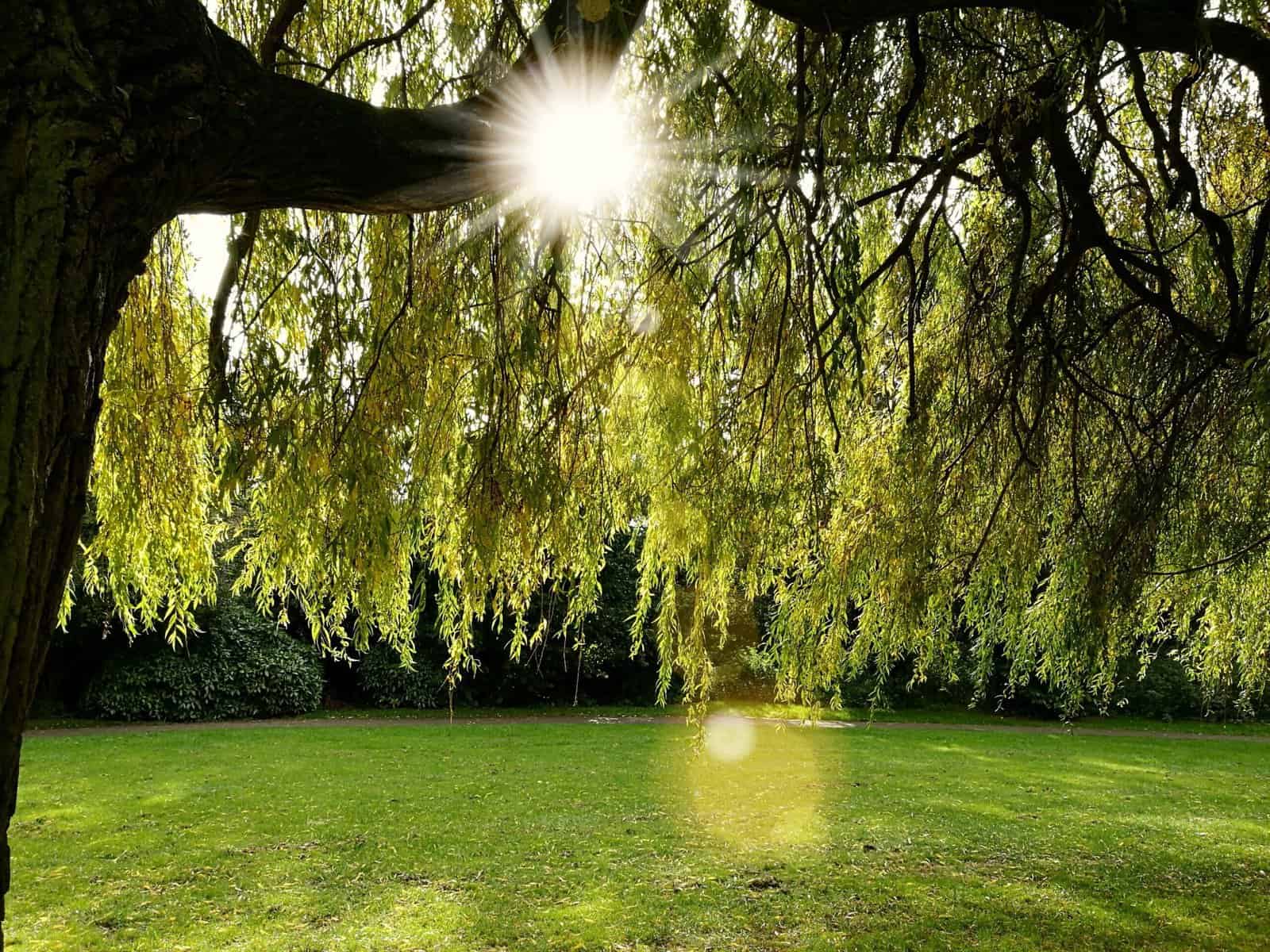 How to Plant and Grow a Living Willow Arbor Structure for under $50 ...