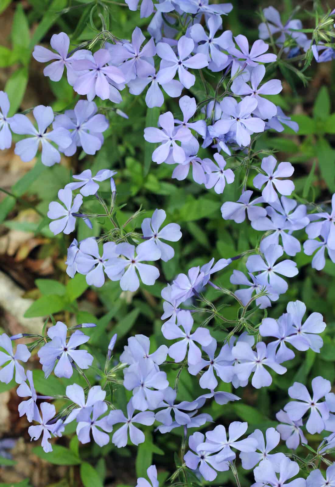Easy Ground Cover Plants for an Urban Shade Garden Project | PITH ...