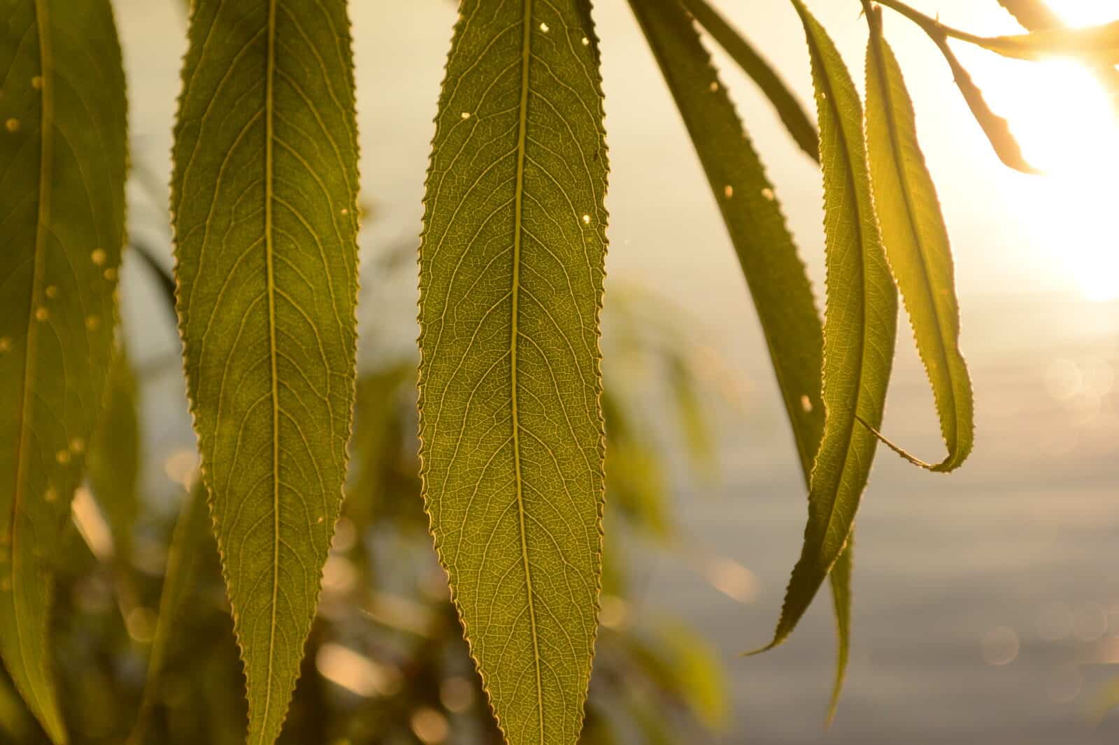 Science Explains the Role of Pussy Willow Trees in Wildlife Habitat ...