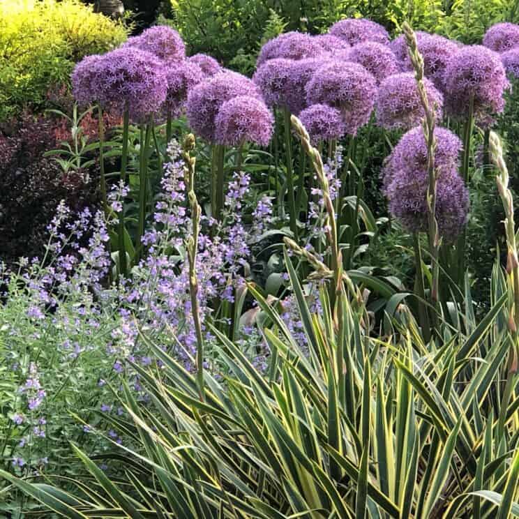 Why NOT plant more Blue Adam's Needle (Yucca filamentosa)? | PITH ...