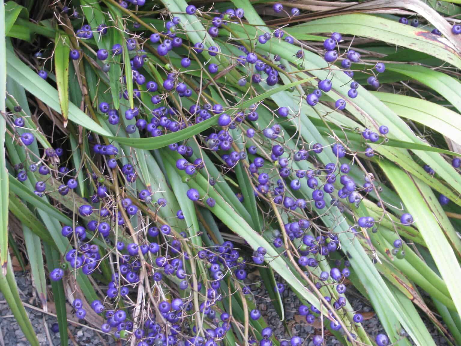Discover the Charm of Dianella tasmanica: A Plant Lover's Guide | PITH ...