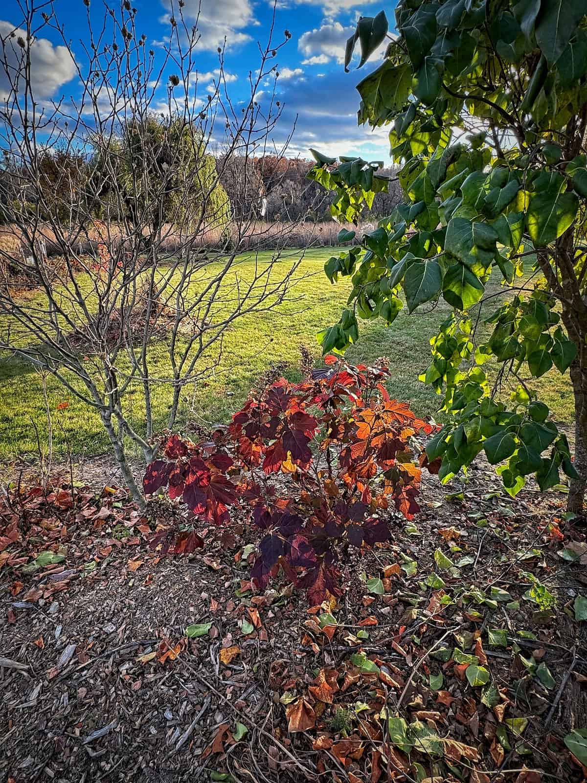 Oak Leaf Hydrangea: The Perfect Shrub for Vibrant Fall Colors | PITH ...