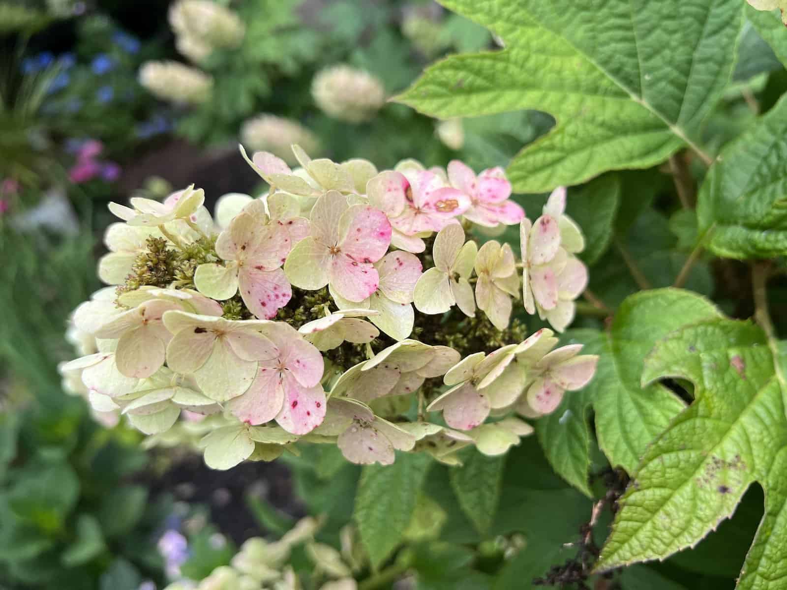 Oak Leaf Hydrangea: The Perfect Shrub for Vibrant Fall Colors | PITH ...