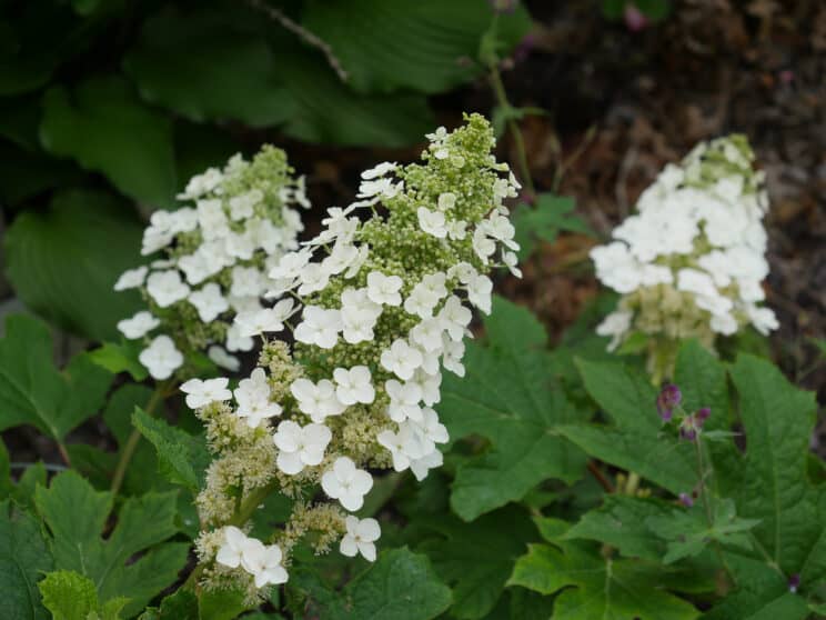 Oak Leaf Hydrangea: The Perfect Shrub for Vibrant Fall Colors | PITH ...