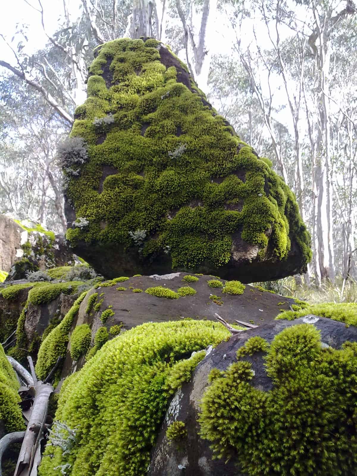 19 Smart Reasons to Grow a Moss Lawn Instead of A Grass Lawn | PITH ...