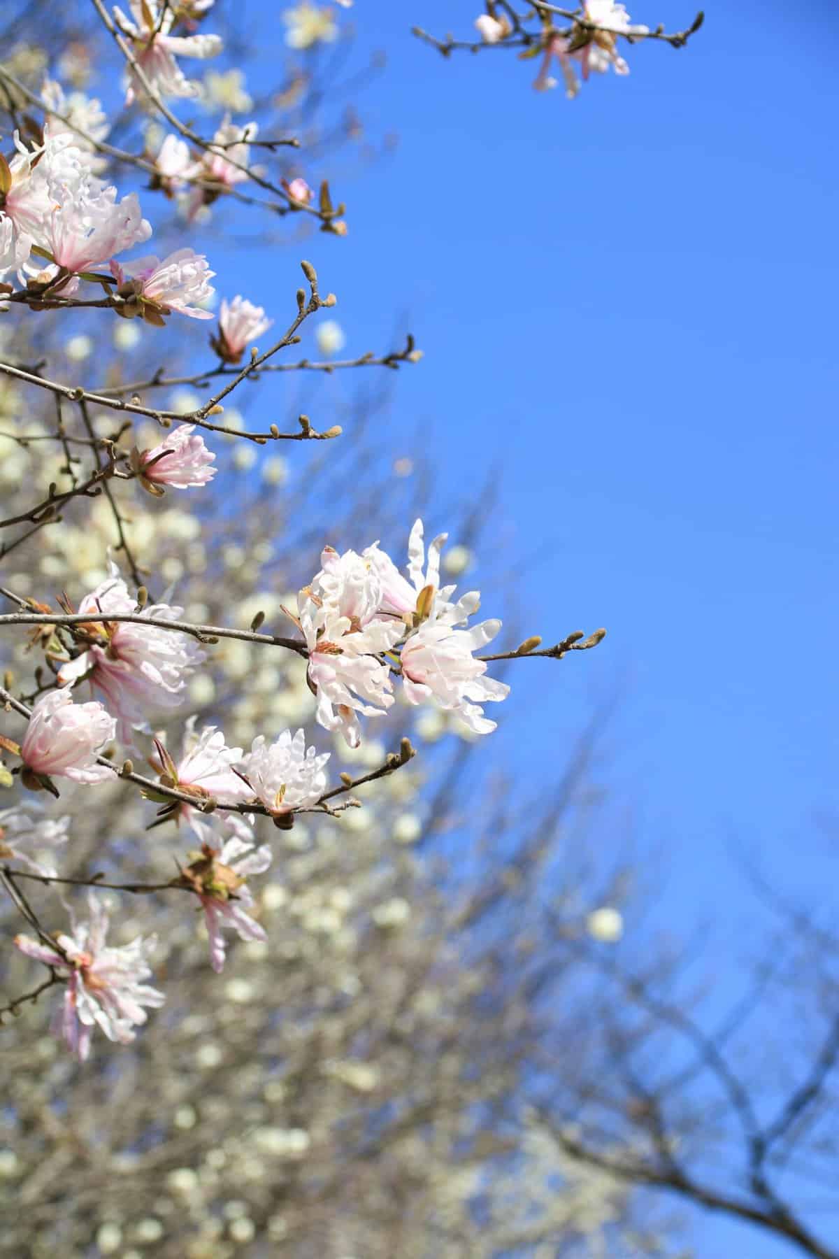 Spring Fever, Shrub Ideas, and Forced Branches: An Introduction | PITH ...