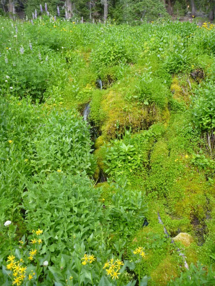 19 Smart Reasons to Grow a Moss Lawn Instead of A Grass Lawn | PITH ...