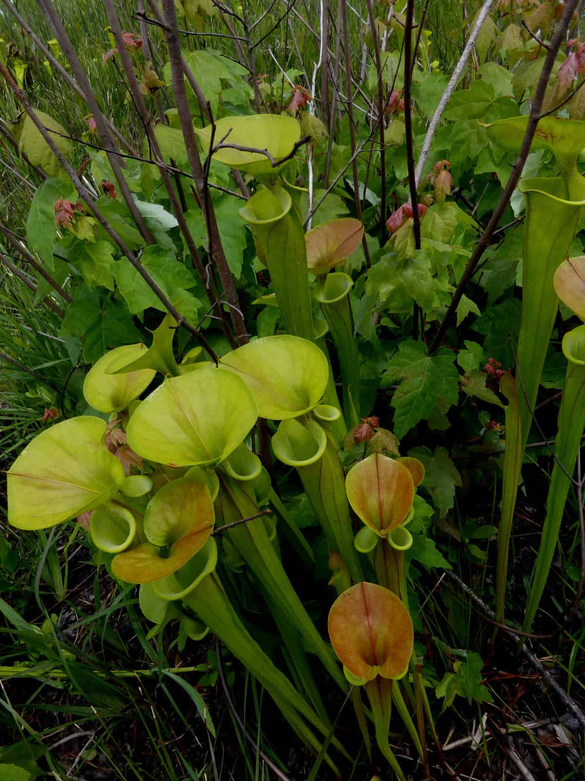 Botanical Latin -The Meaning of Flava | PITH + VIGOR by Rochelle Greayer