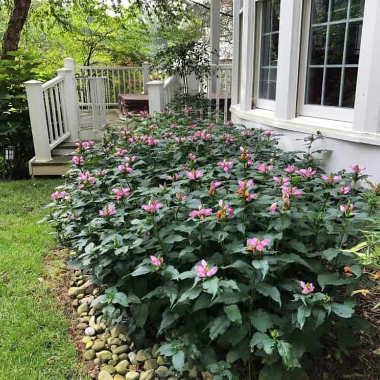 Exploring Turtlehead plants - Chelone obliqua and cultivars | PITH ...