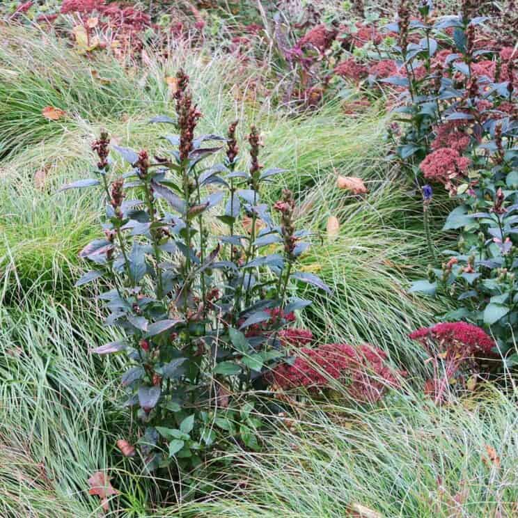 Exploring Turtlehead plants - Chelone obliqua and cultivars | PITH ...