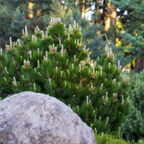 10 Great Evergreen Plants for Pots and Container Gardens | PITH + VIGOR ...
