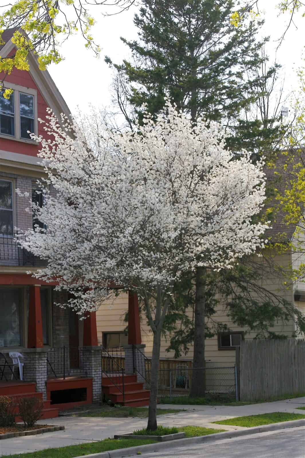 Allegheny Serviceberry: The Native Alternative to Bradford Pear | PITH ...