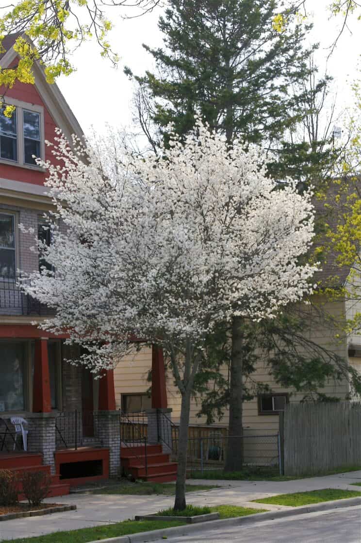 Do you adore Amelanchier laevis?🤔 Let's discuss Allegheny Serviceberry ...