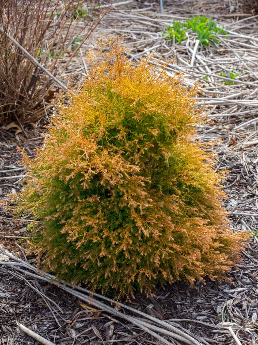 10 Great Evergreen Plants for Pots and Container Gardens | PITH + VIGOR ...