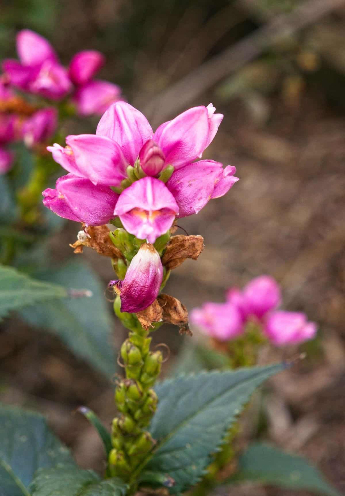 Exploring Turtlehead plants - Chelone obliqua and cultivars | PITH ...
