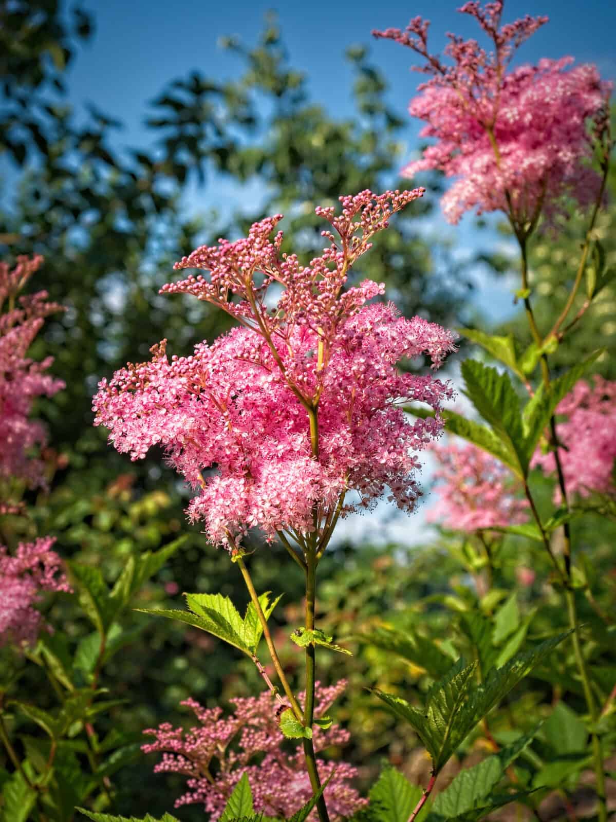 Filipendula rubra - The Endangered Native that's a Great Garden Plant ...