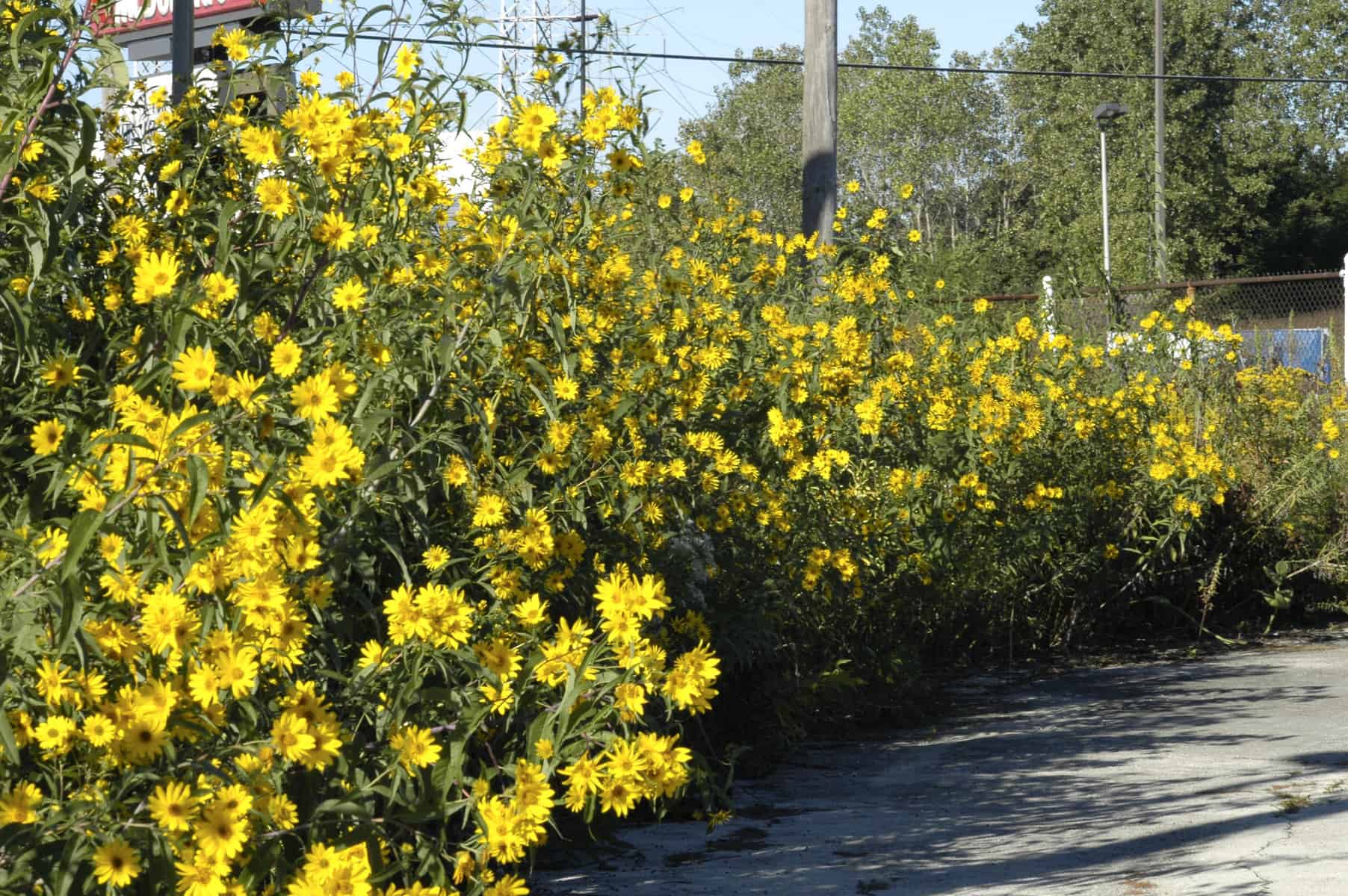 Growing the Giant Helianthus grosseserratus - Sawtooth Sunflower | PITH ...