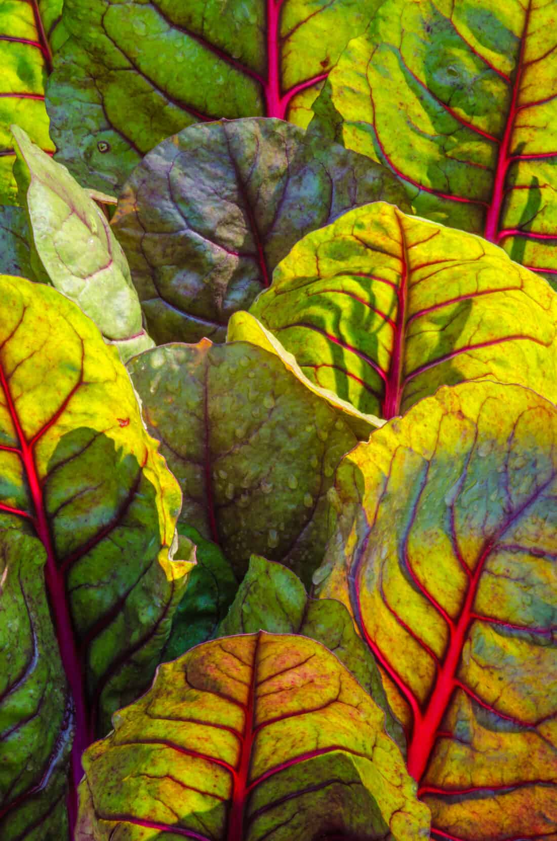 Adding Ornamental Vegetables with Bright Lights Swiss Chard | PITH ...