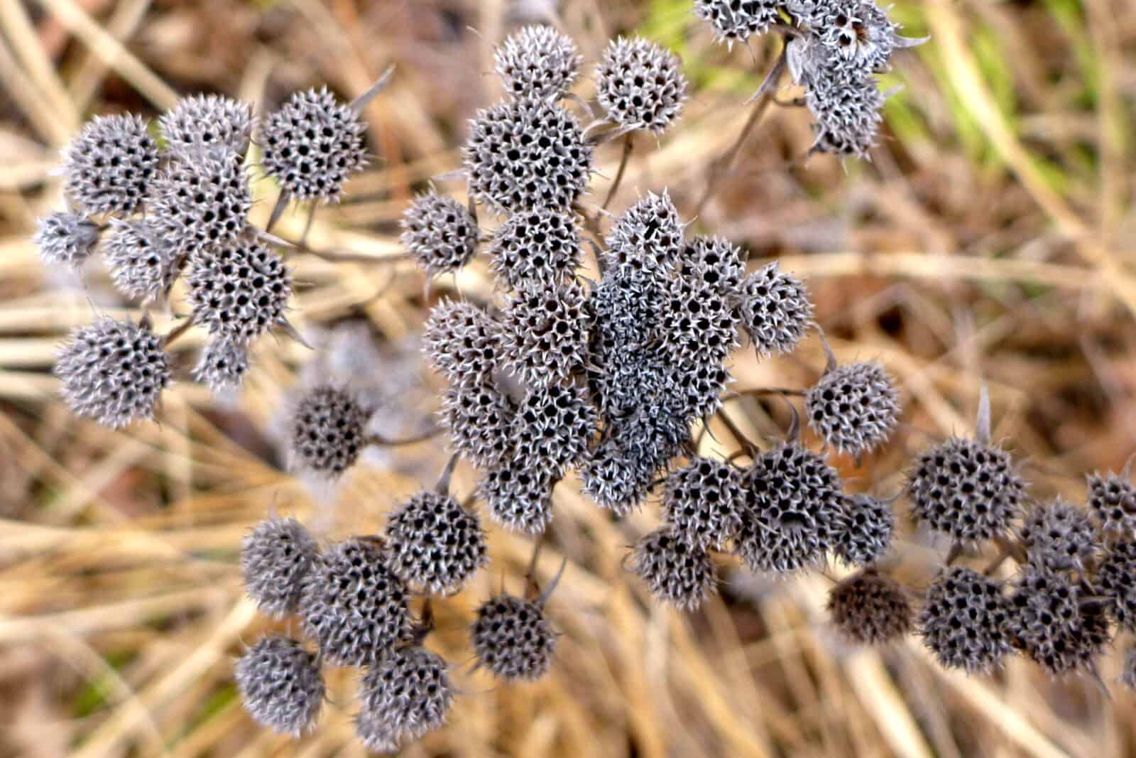 Mountain Mint (Pycnanthemum muticum) The Well-behaved Native Herb ...