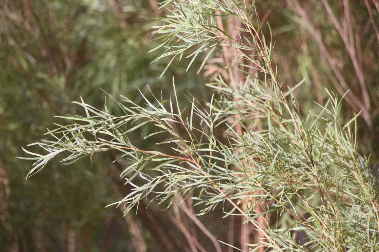 Utah Native Salix exigua (Coyote Willow)- A useful Keystone Species ...
