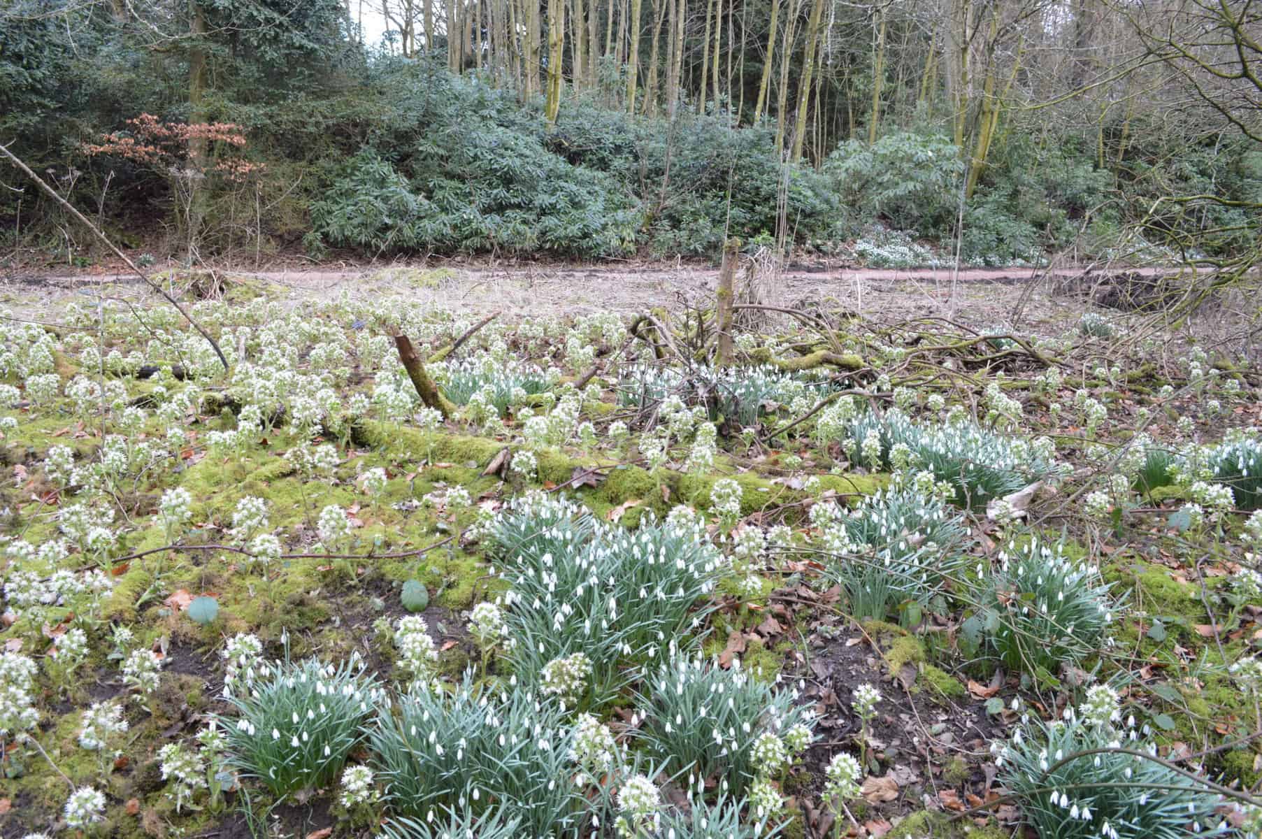 For THE BIGGEST Leaves, Grow Petasites japonicus, Japanese Butterbur ...