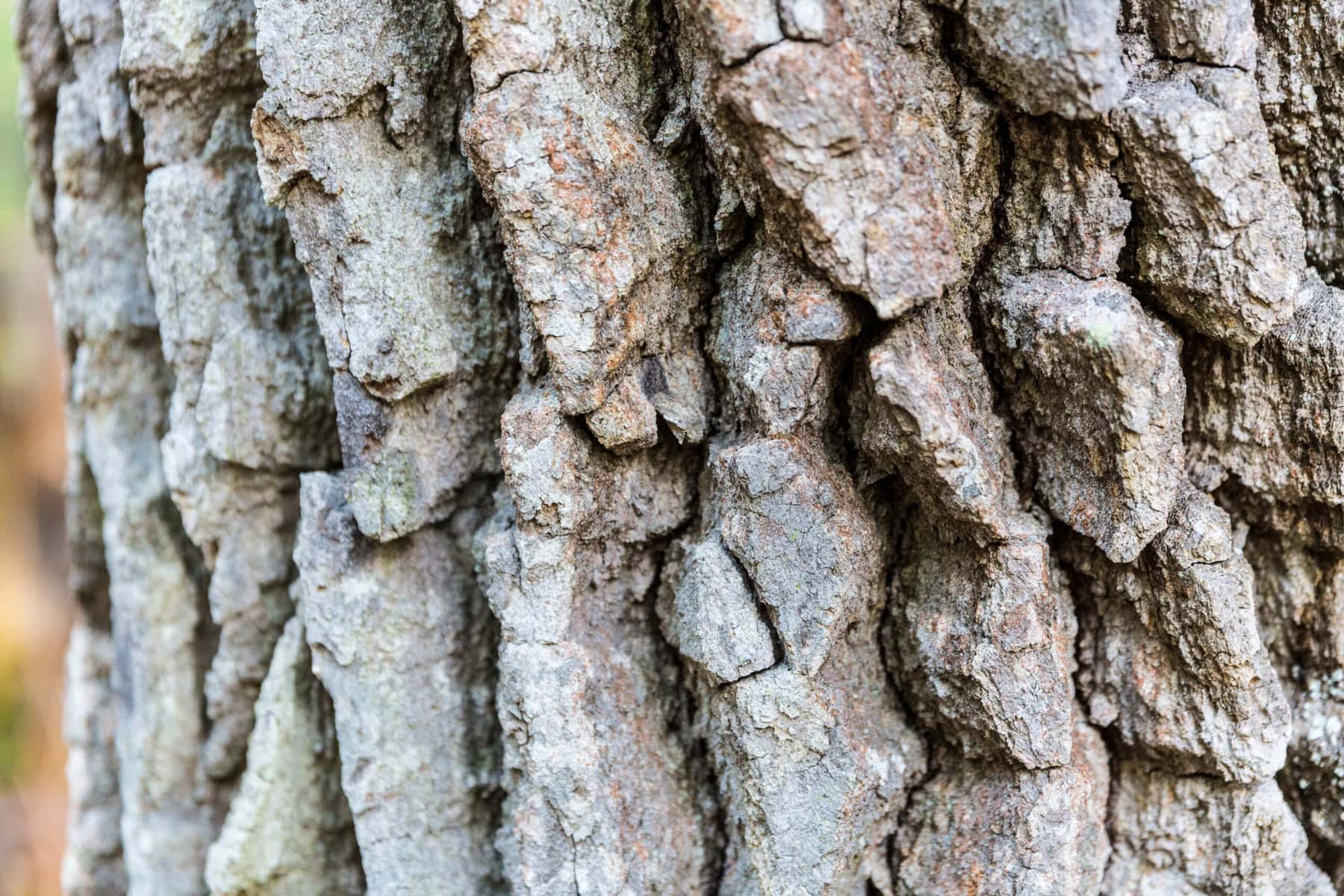 Black Gum Tree: Discover the Beauty of this Native American Species ...