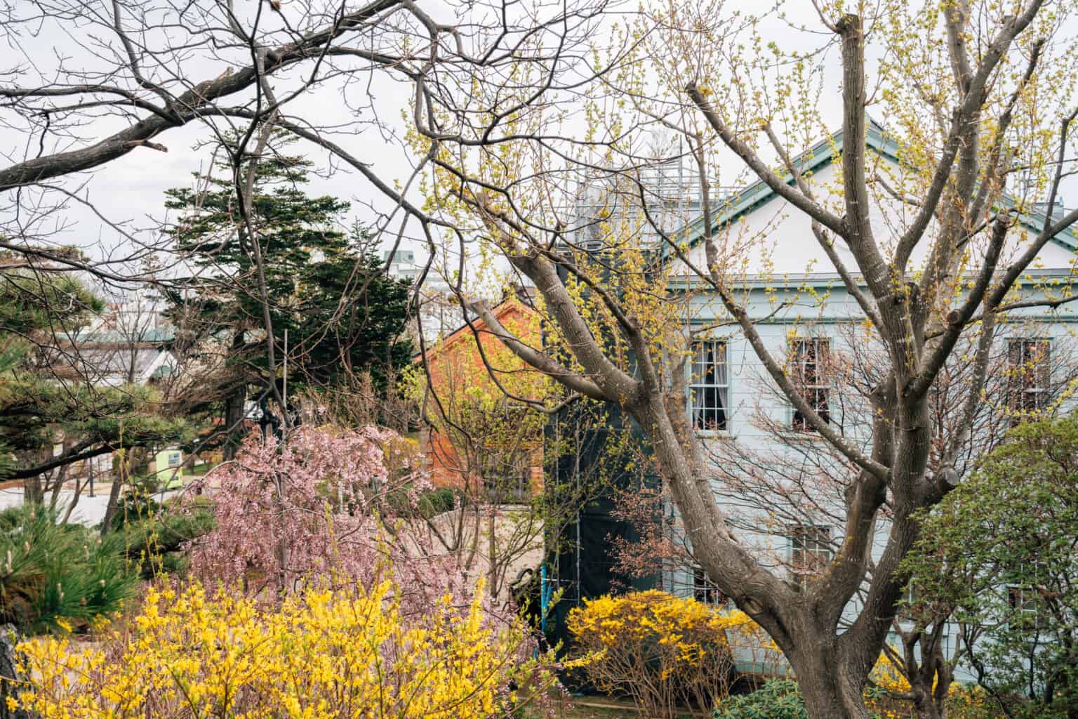 It's Time to Ditch Yellow Forsythia for One of These Early-blooming ...