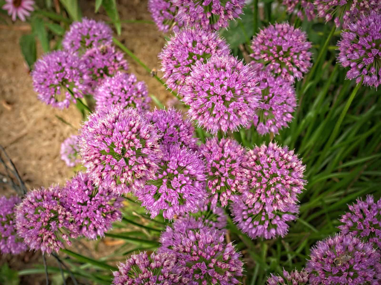 Alliums All Season: How to Layer Bulbs For Continuous Bloom | PITH ...